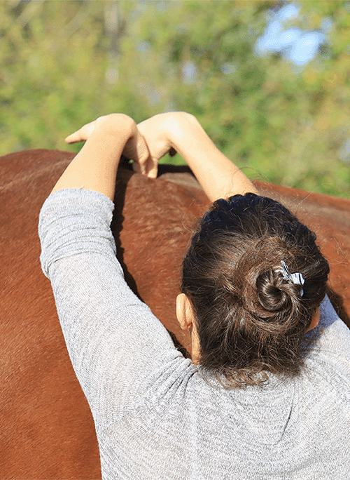 Béatrice Besson Merveille Tao - Praticienne Shiatsu chevaux